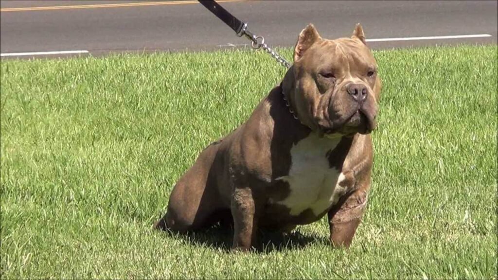 American Bully Colors and Genetics: Black, Blue, and Beyond