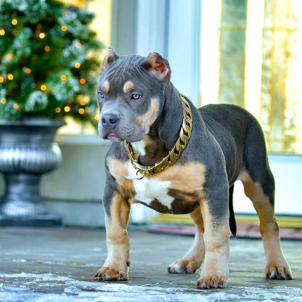 American Bully Colors and Genetics: Black, Blue, and Beyond