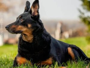 Top 7 Most Popular Doberman Mixes | Expert Guide and Photos