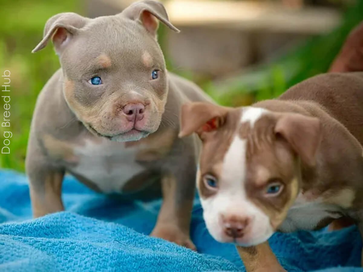 American Bully Food Guide: What to Feed Your Pet?