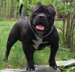 American Bully Colors and Genetics: Black, Blue, and Beyond