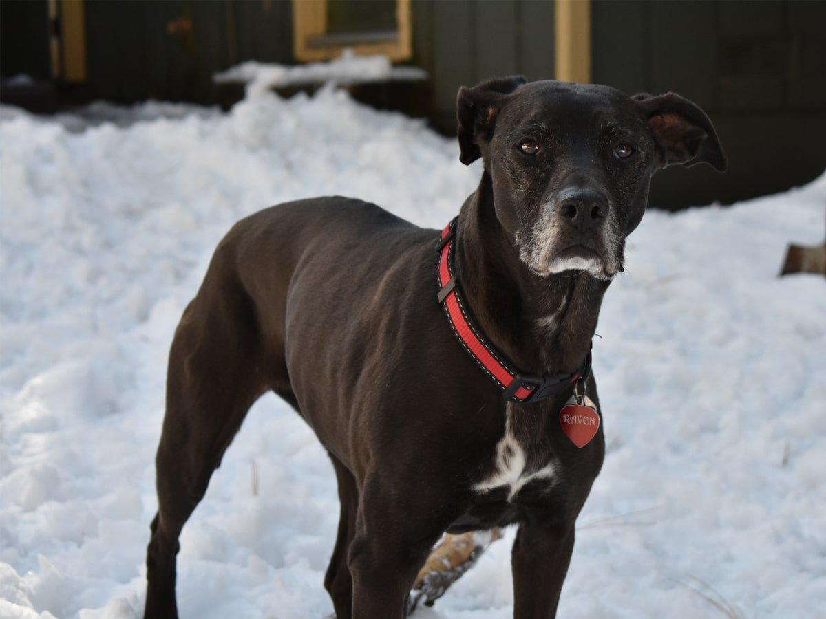 10 Best Pitbull Mixes: Meet the Perfect Pups for Your Family