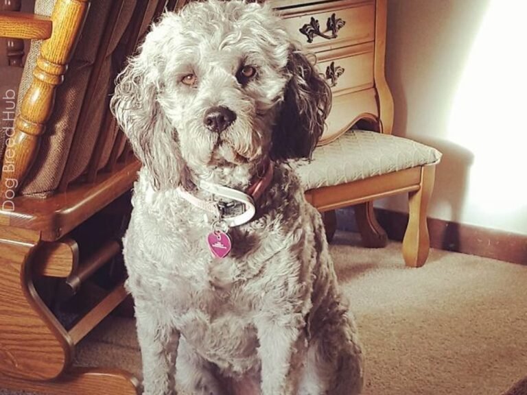 10 Best Pitbull Mixes: Meet the Perfect Pups for Your Family