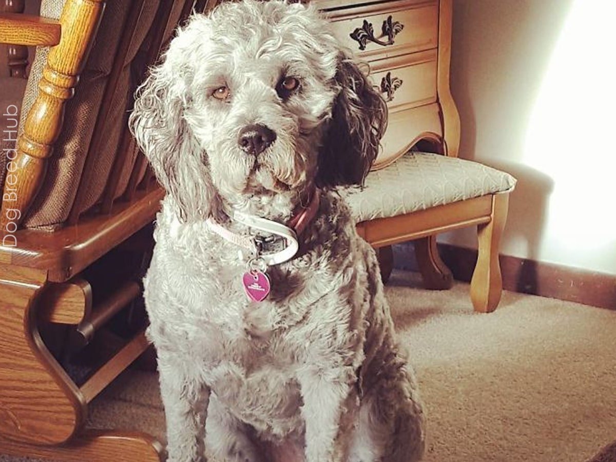 10 Best Pitbull Mixes: Meet the Perfect Pups for Your Family