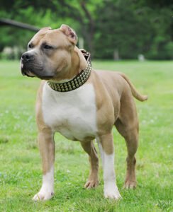 American Bully Colors and Genetics: Black, Blue, and Beyond