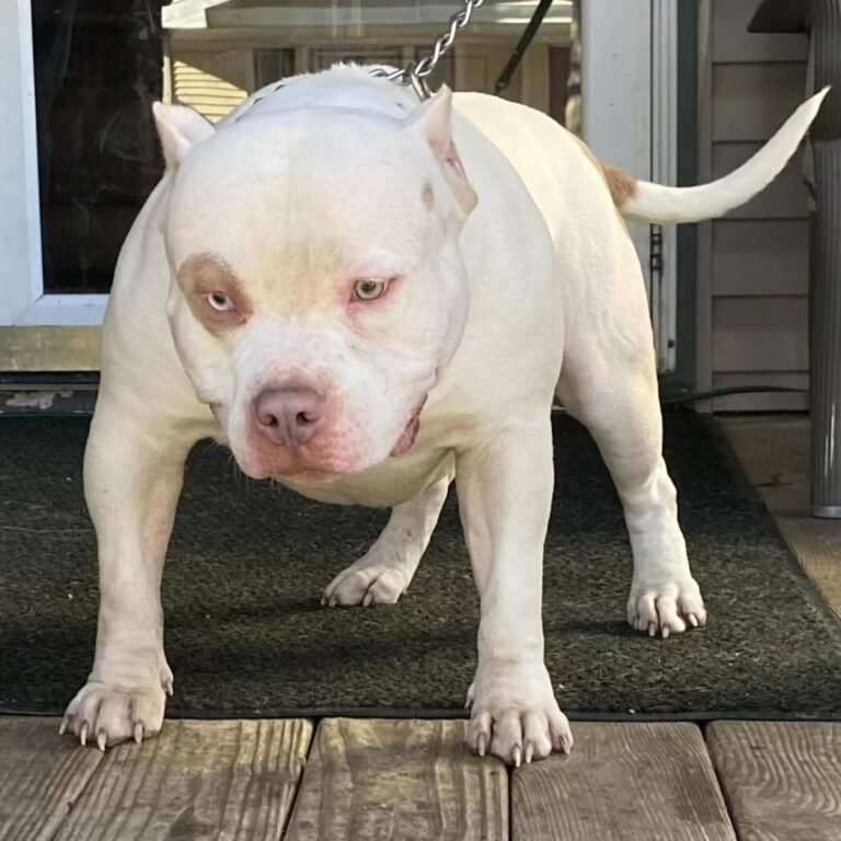 American Bully Colors and Genetics: Black, Blue, and Beyond