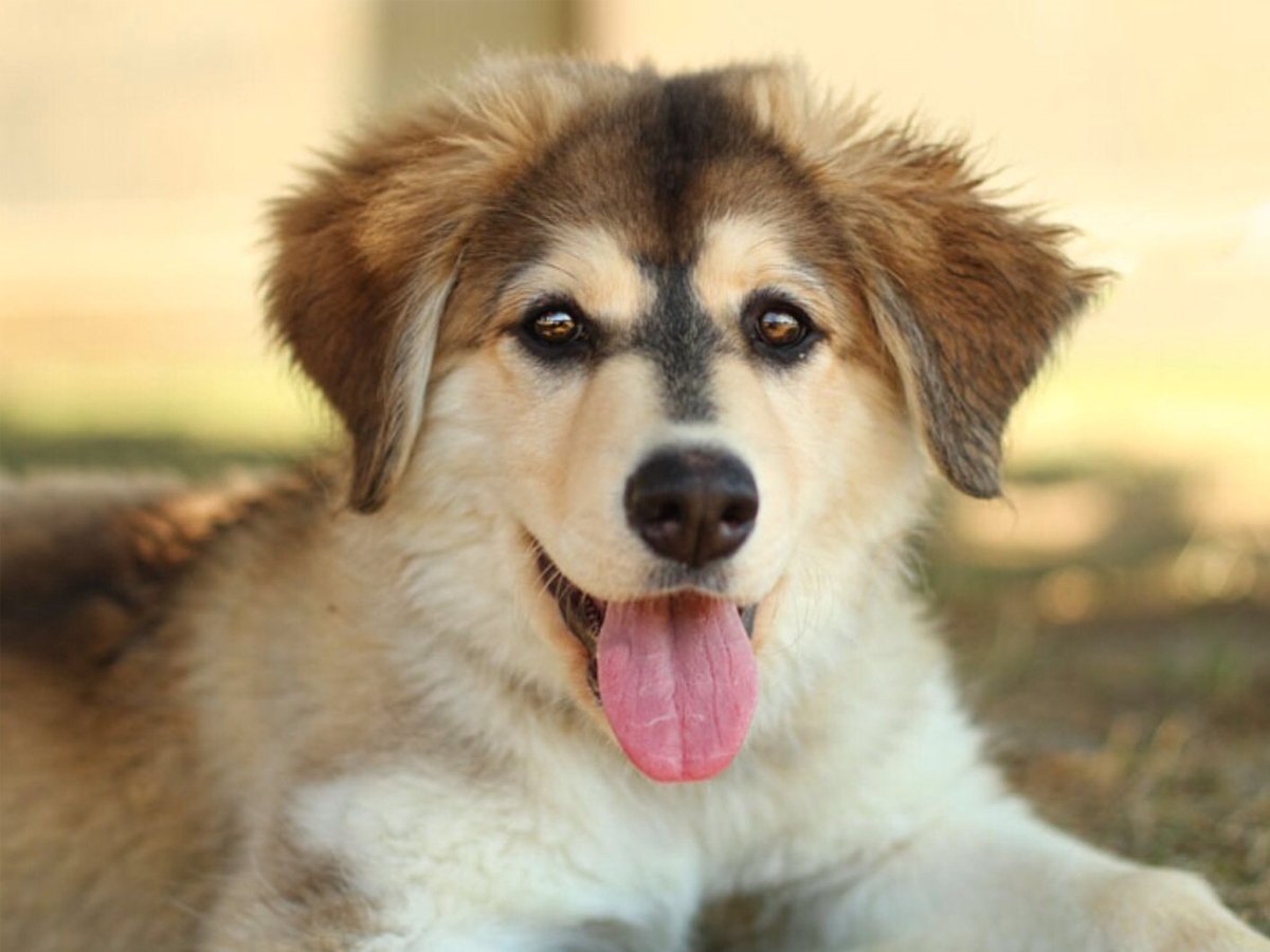 Golden Retriever Mix: Discover the Adorable and Loyal Breed!