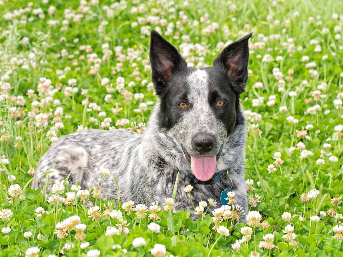 Australian Shepherd Blue Heeler Mix: Find This Perfect Breed