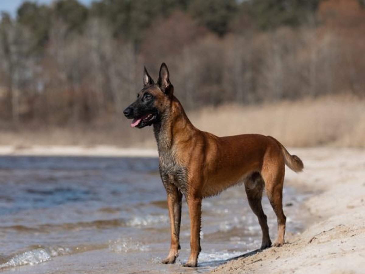 Belgian Malinois Colors: Discover the Variety for Dog Lovers