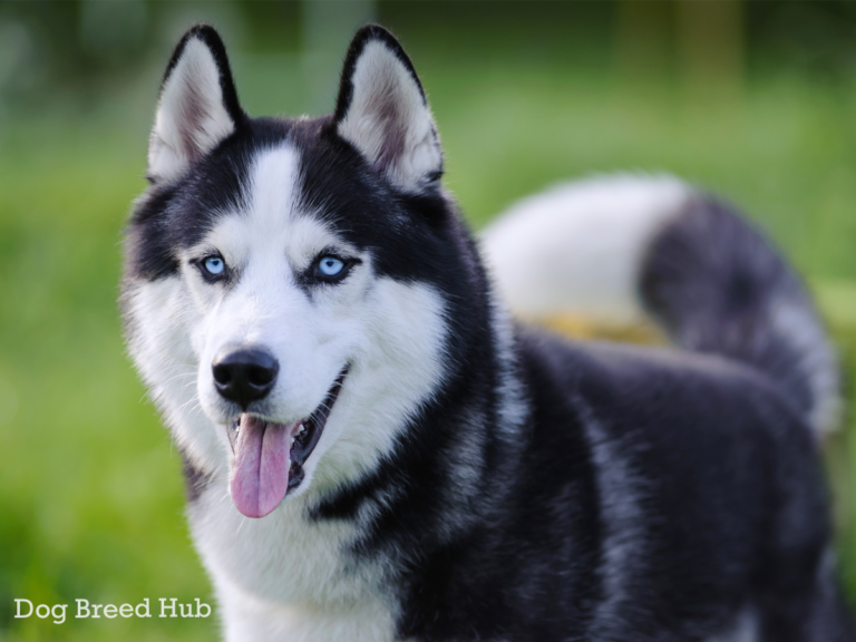 Husky Growth Chart: The Guide for Puppies to Adults!