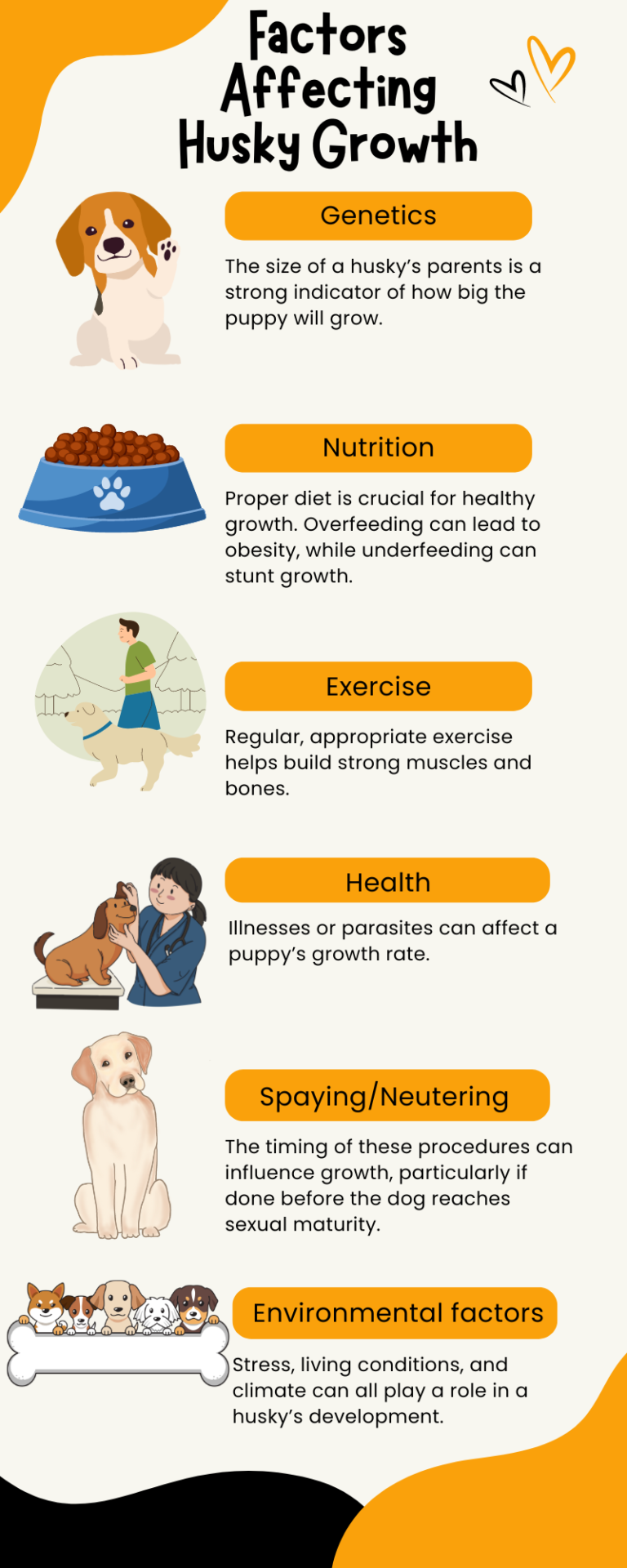 Husky Growth Chart: The Guide for Puppies to Adults!
