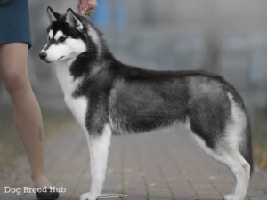 Husky Growth Chart: The Guide for Puppies to Adults!