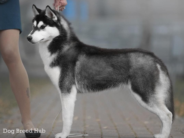 Husky Growth Chart: The Guide for Puppies to Adults!