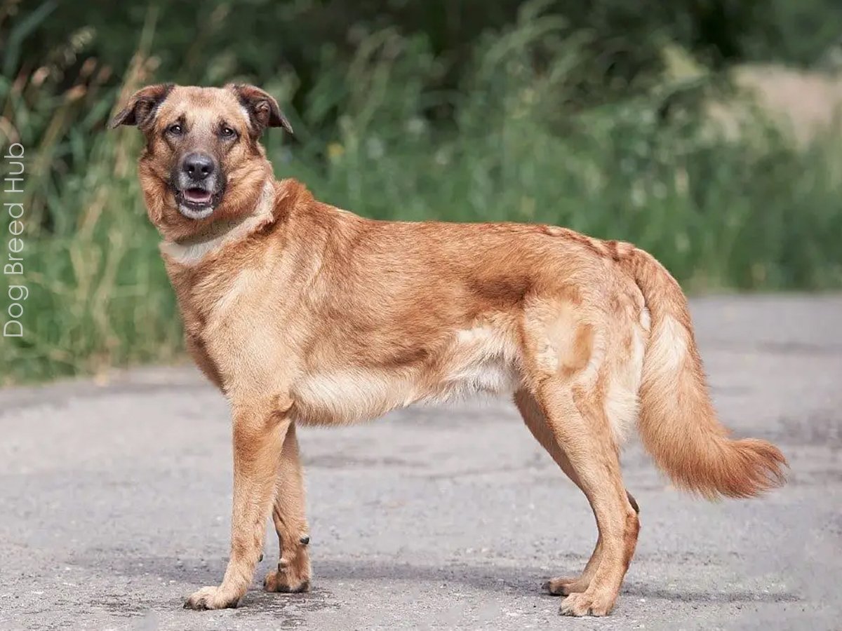 German Shepherd Mix Breeds: Discover the Perfect Companion!