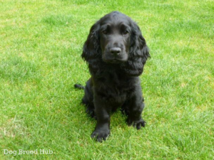 Mini Cocker Spaniel - A Small Breed with a Big Personality!