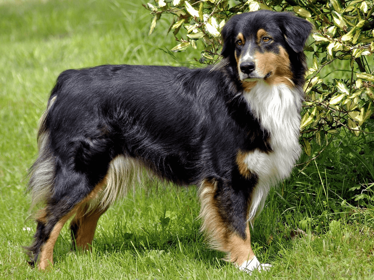 Top 10 Australian Shepherd Dog Colors: Rare Coat and Pattern