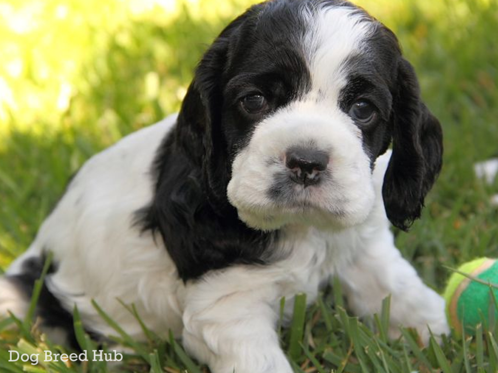 Mini Cocker Spaniel - A Small Breed with a Big Personality!