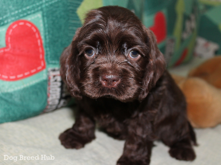 Mini Cocker Spaniel - A Small Breed with a Big Personality!