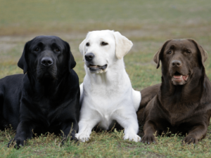 Do Labrador Retriever Shed? A Comprehensive Guide