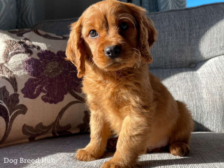 Mini Cocker Spaniel - A Small Breed with a Big Personality!