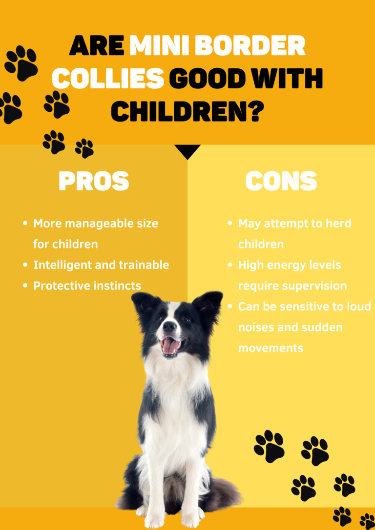 Mini Border Collie Dog Breed: A Loyal and Energetic Breed!