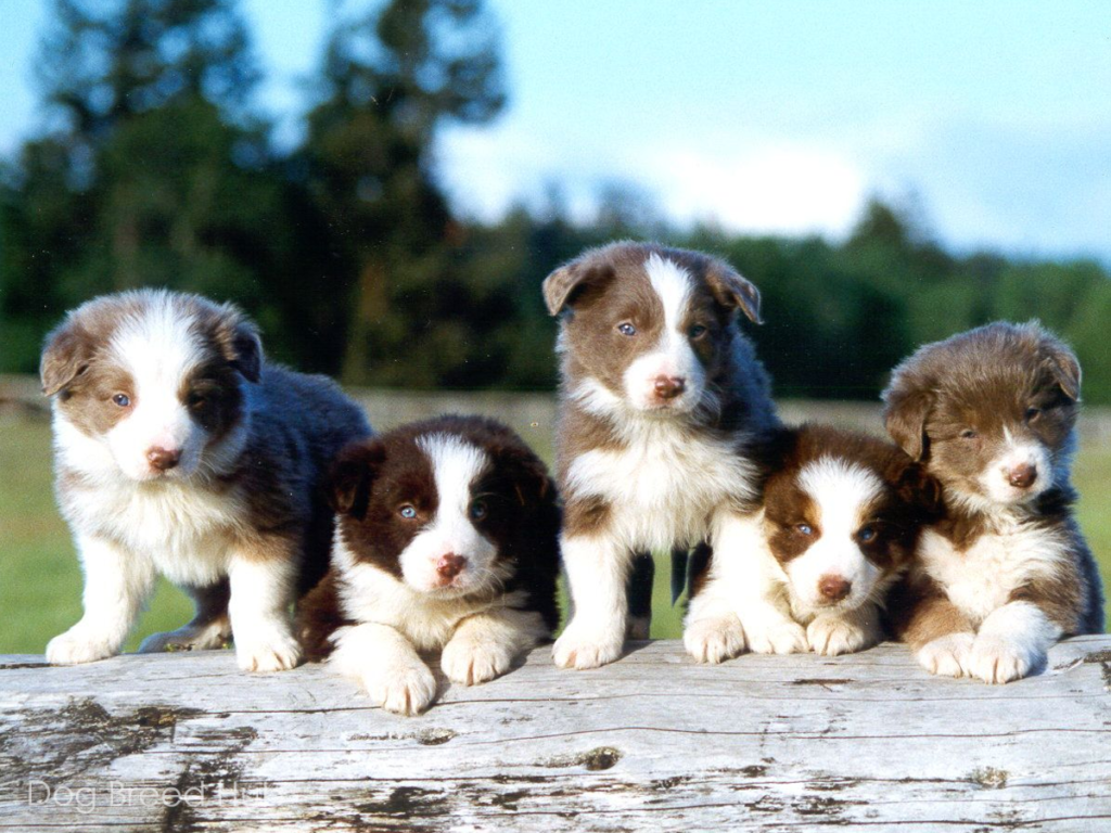 Mini Border Collie Dog Breed: A Loyal and Energetic Breed!
