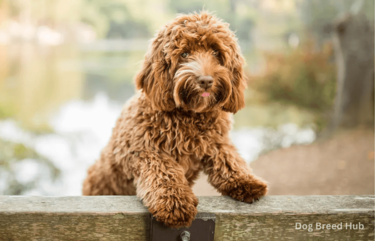 Do Labradoodles Shed: The Complete Guide for Owners