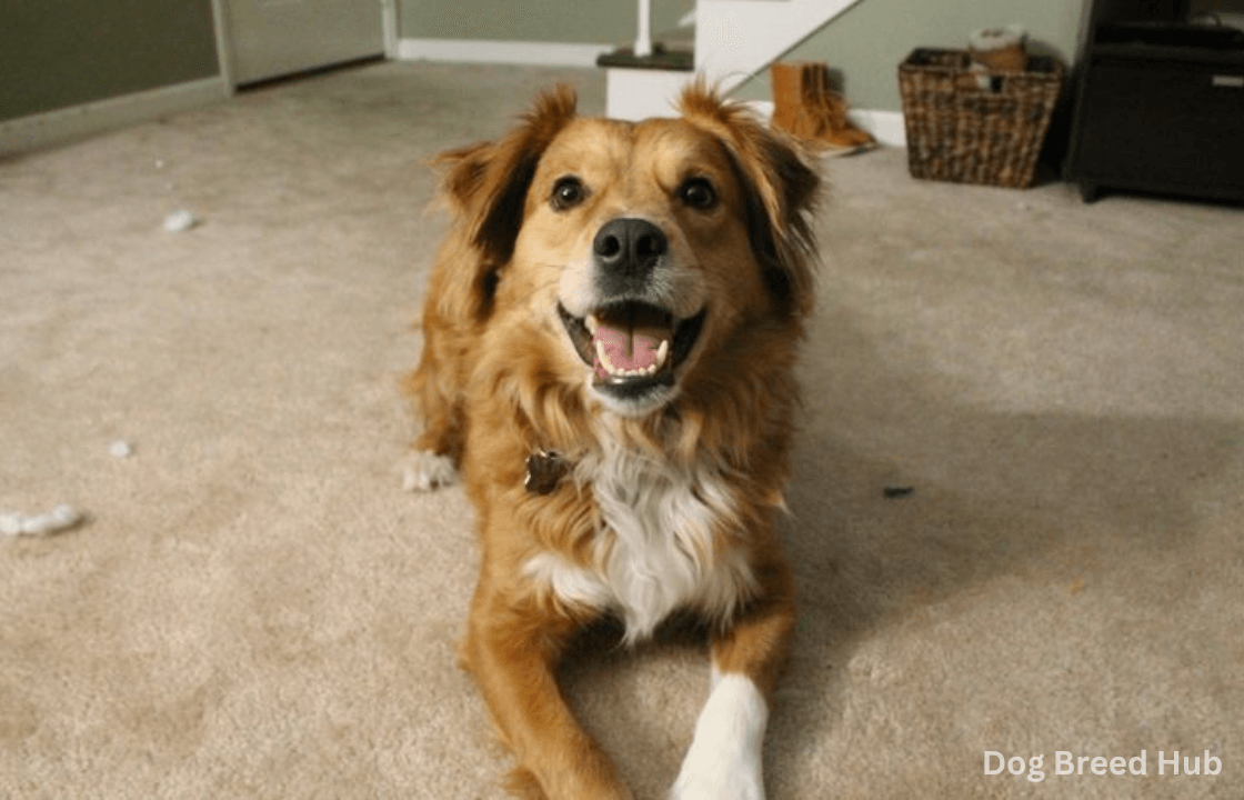 Meet the Adorable Border Collie and Golden Retriever Mix