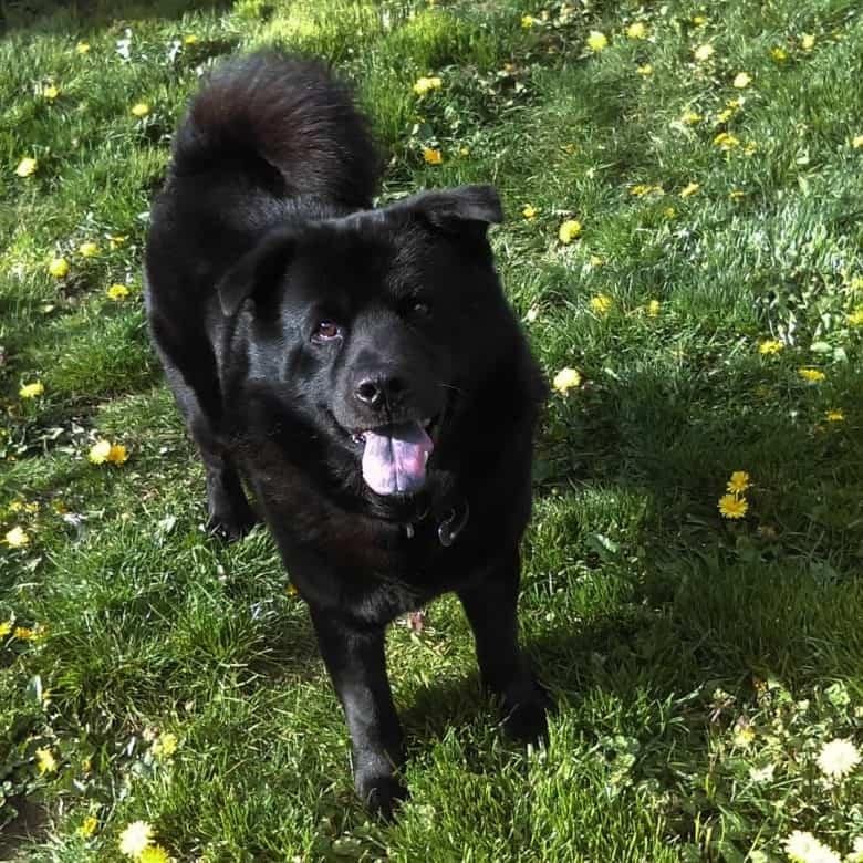 Discover the Top Chow Chow Mixes: A Guide to Popular Breeds